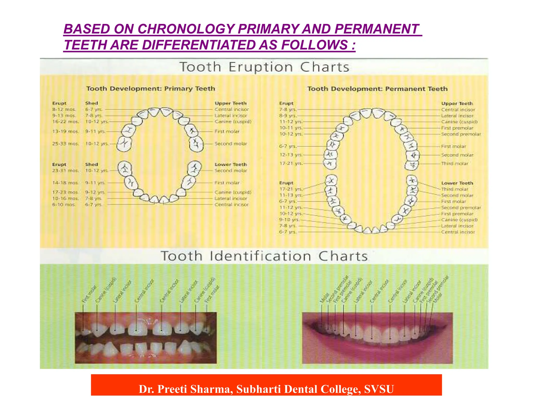 Difference between permanent and deciduous teeth.pdf