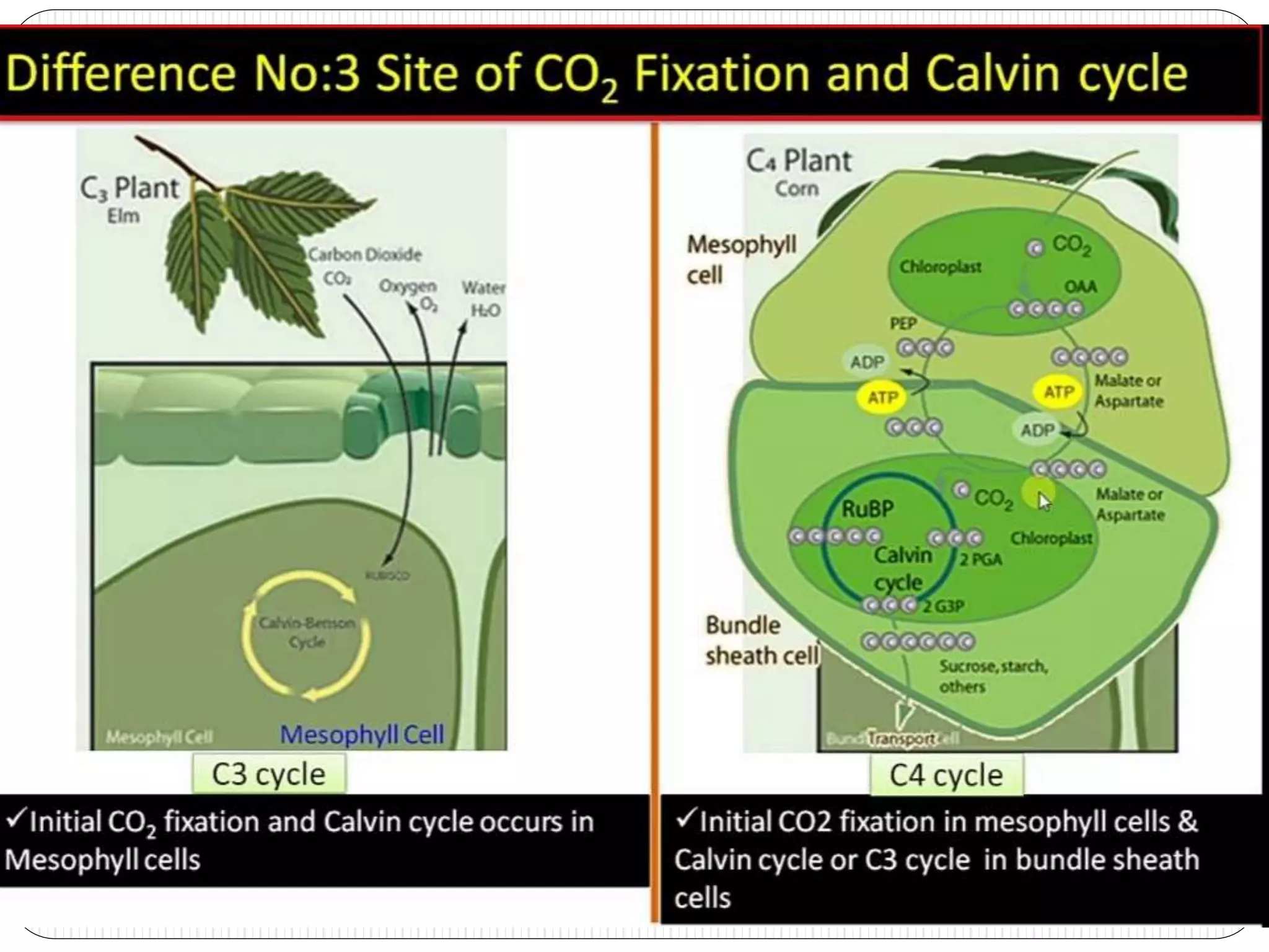 Differences Between C3, C4 and CAM Cycles by Salman Saeed | PPTX