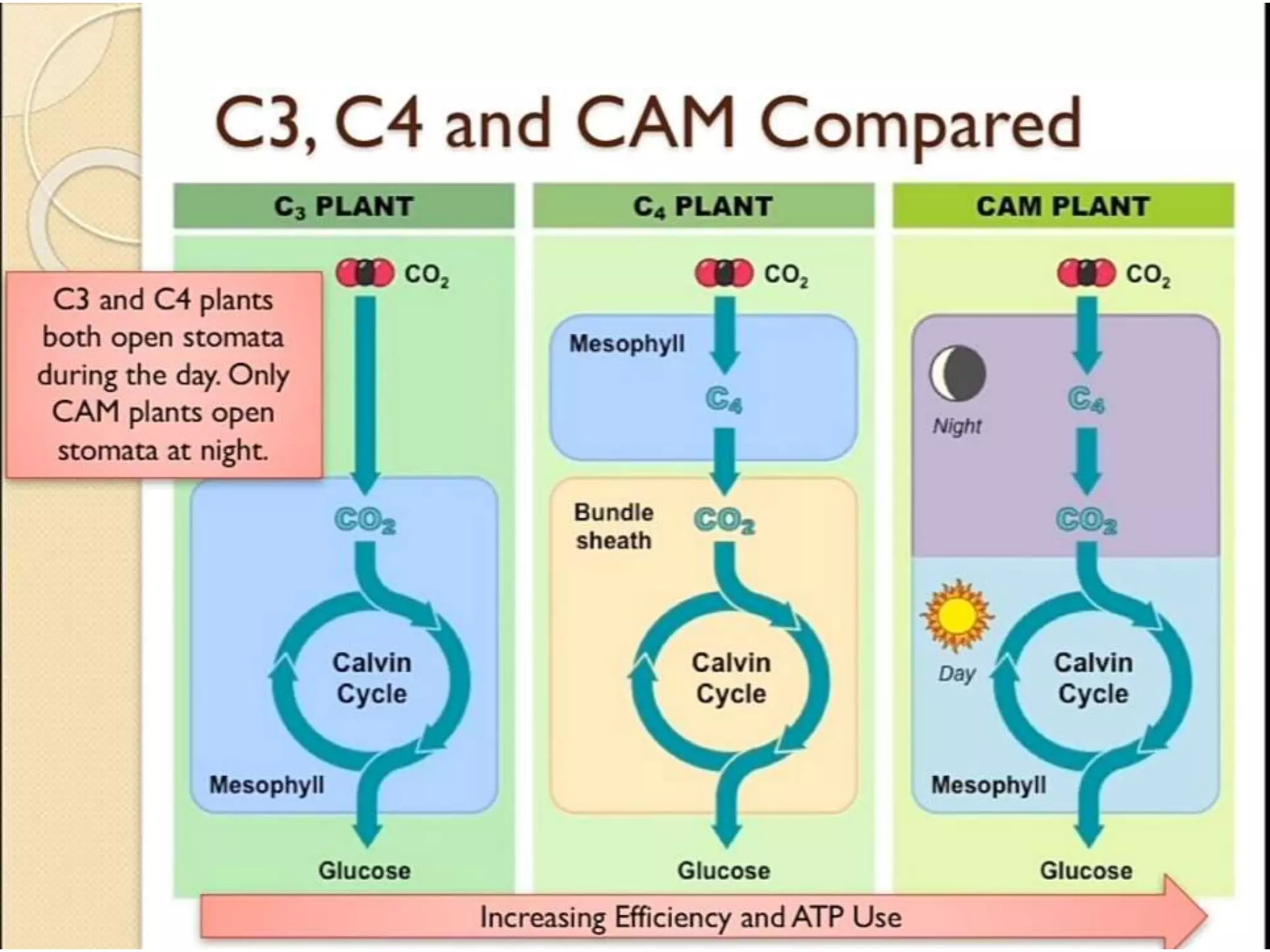 Differences Between C3, C4 and CAM Cycles by Salman Saeed | PPTX