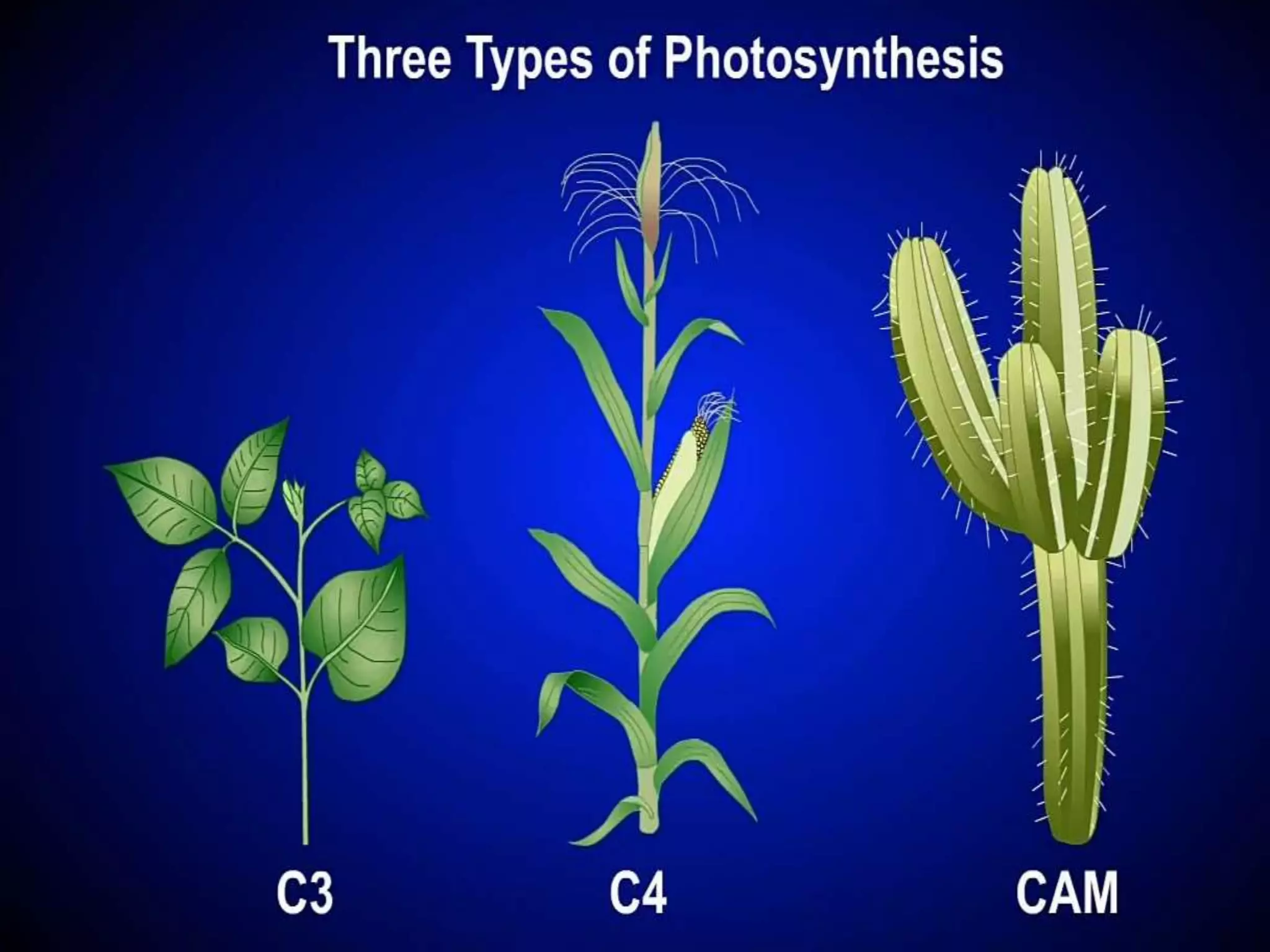 Differences Between C3, C4 and CAM Cycles by Salman Saeed | PPTX