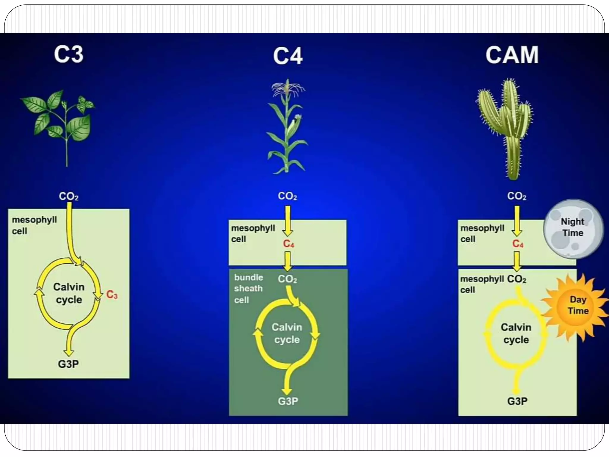 Differences Between C3, C4 and CAM Cycles by Salman Saeed | PPTX