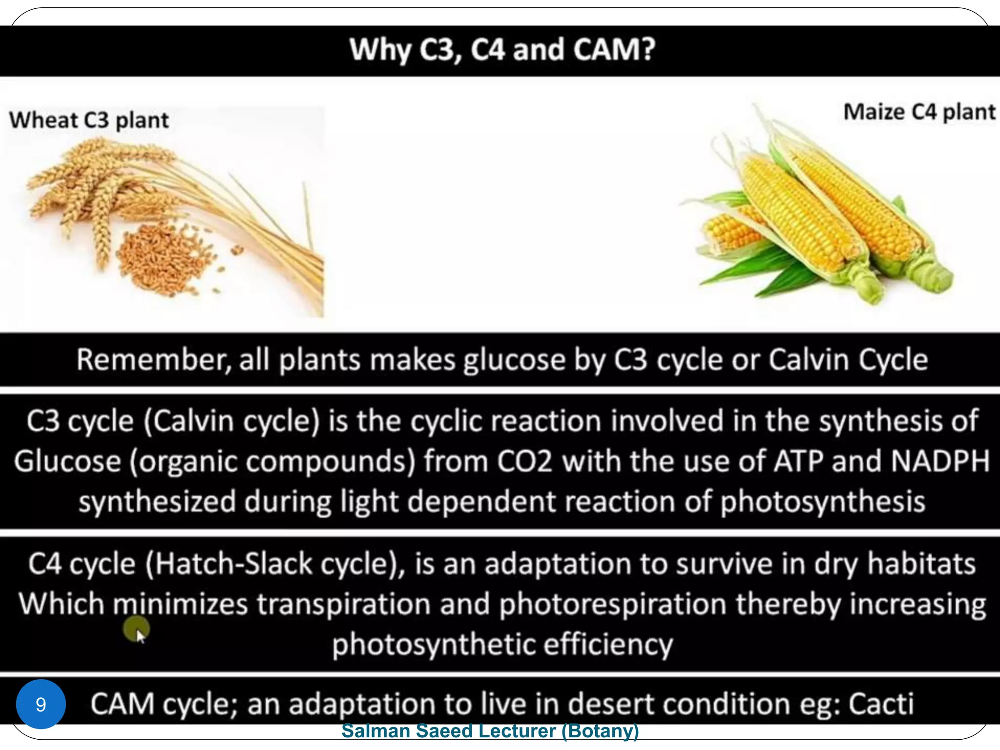 Differences Between C3, C4 and CAM Cycles by Salman Saeed | PPTX