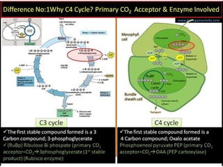 Differences Between C3, C4 and CAM Cycles by Salman Saeed | PPTX