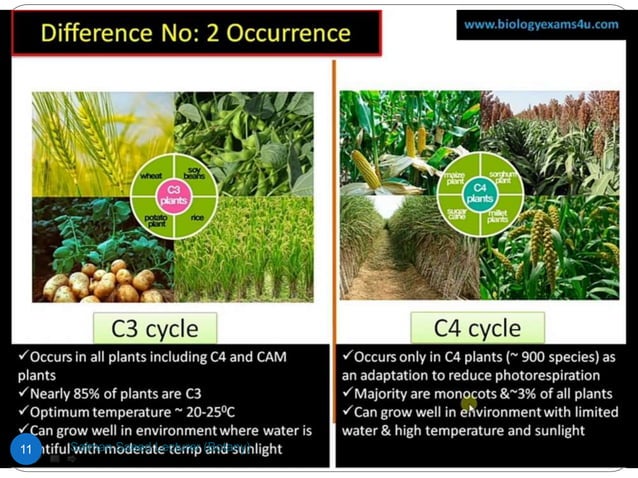 Differences Between C3, C4 and CAM Cycles by Salman Saeed | PPTX