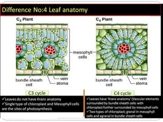 Differences Between C3, C4 and CAM Cycles by Salman Saeed | PPTX