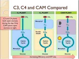 Differences Between C3, C4 and CAM Cycles by Salman Saeed | PPTX