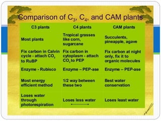Differences Between C3, C4 and CAM Cycles by Salman Saeed | PPTX