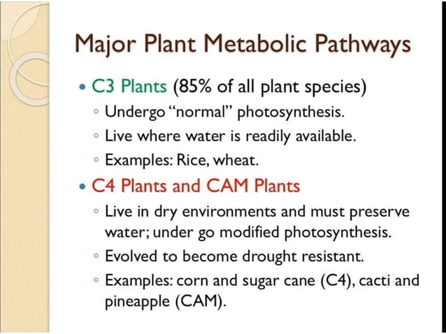 Differences Between C3, C4 and CAM Cycles by Salman Saeed | PPTX