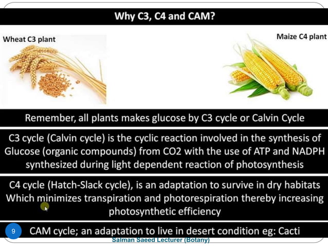 Differences Between C3, C4 and CAM Cycles by Salman Saeed | PPTX