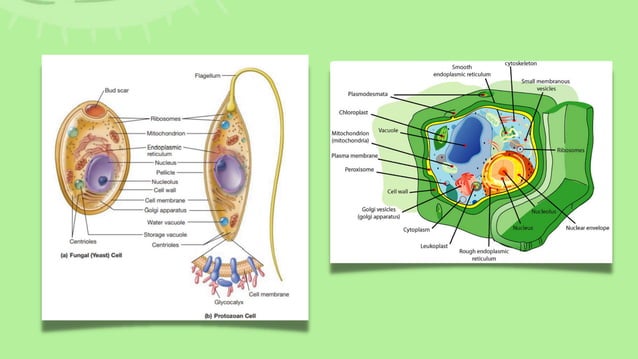 Differences Between Eubacteria Archaebacteria And Eukaryotespptx 2660