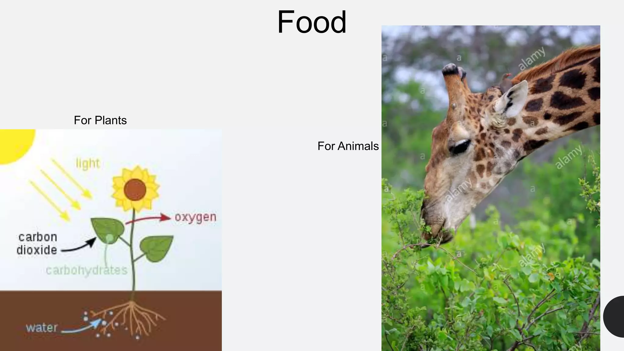 Differences between plant and animals | PPTX