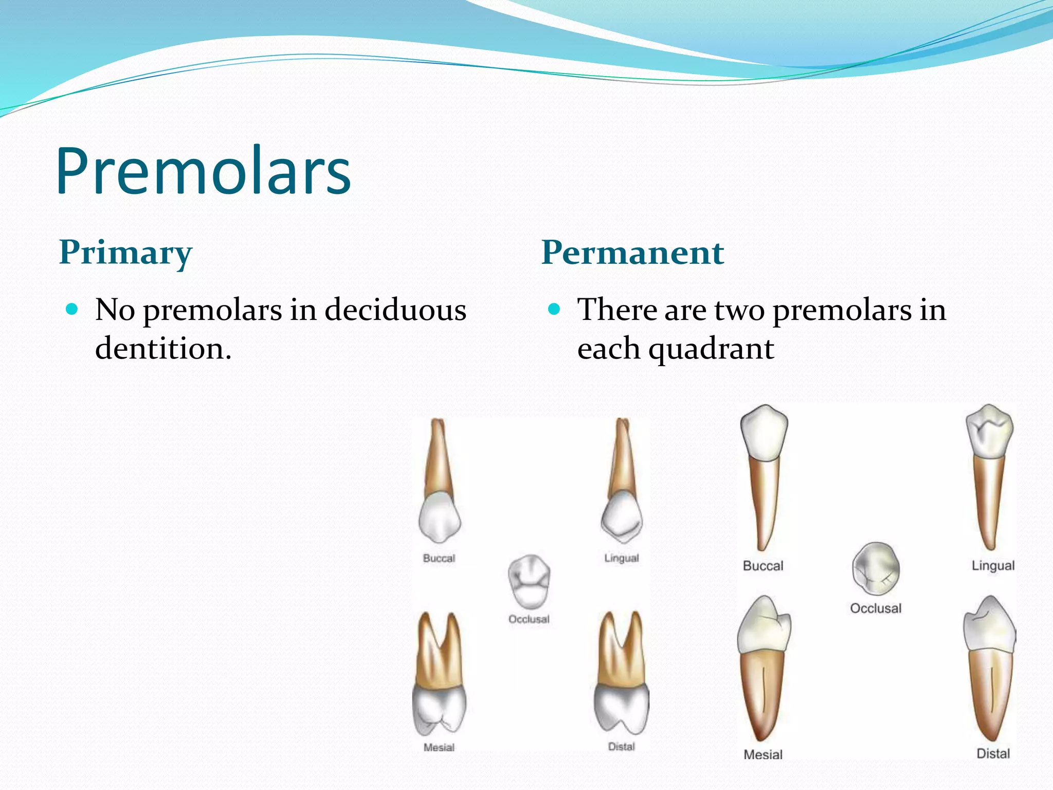 Differences between primary and permanent dentition | PPTX