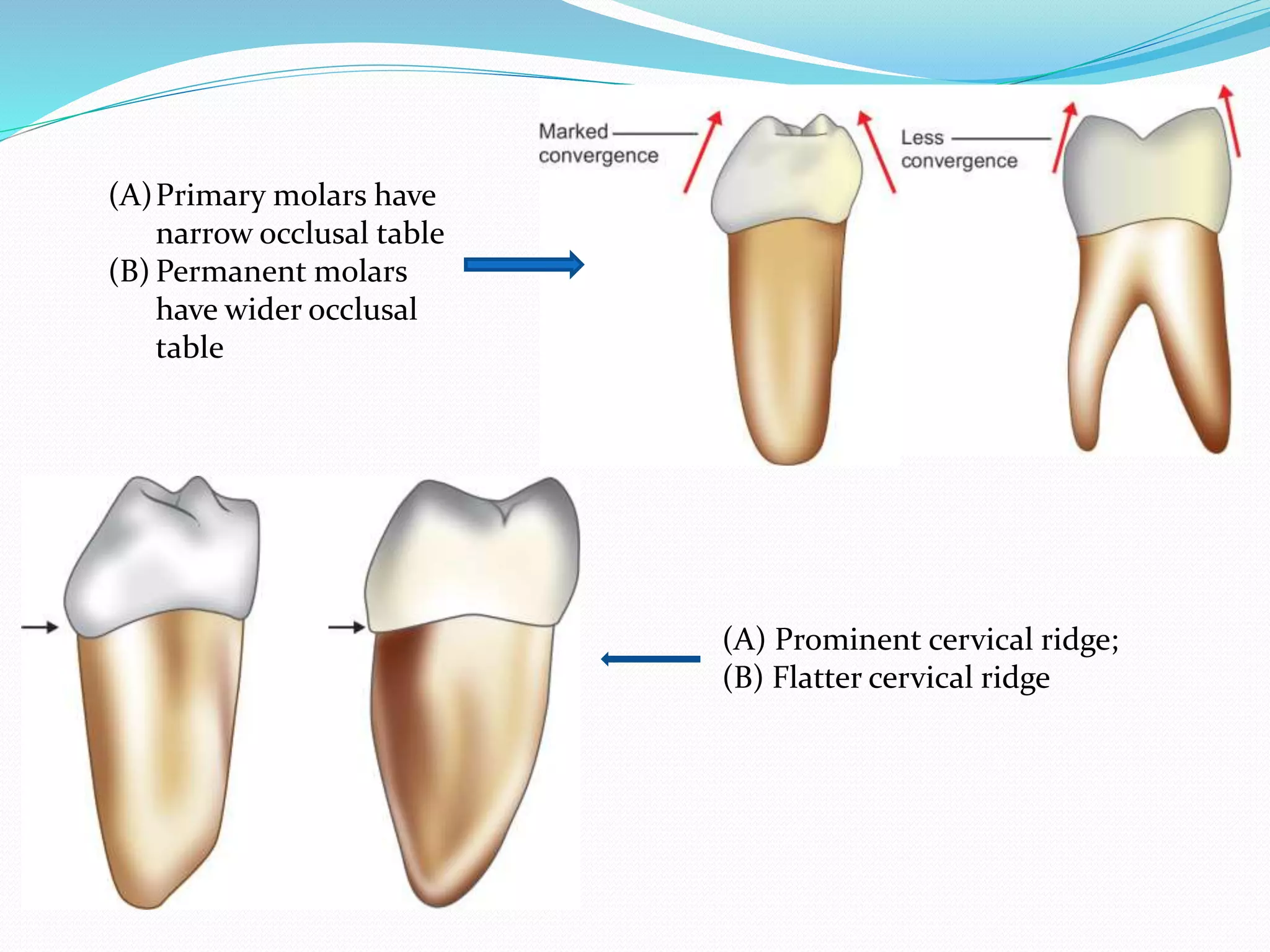 Differences between primary and permanent dentition | PPTX