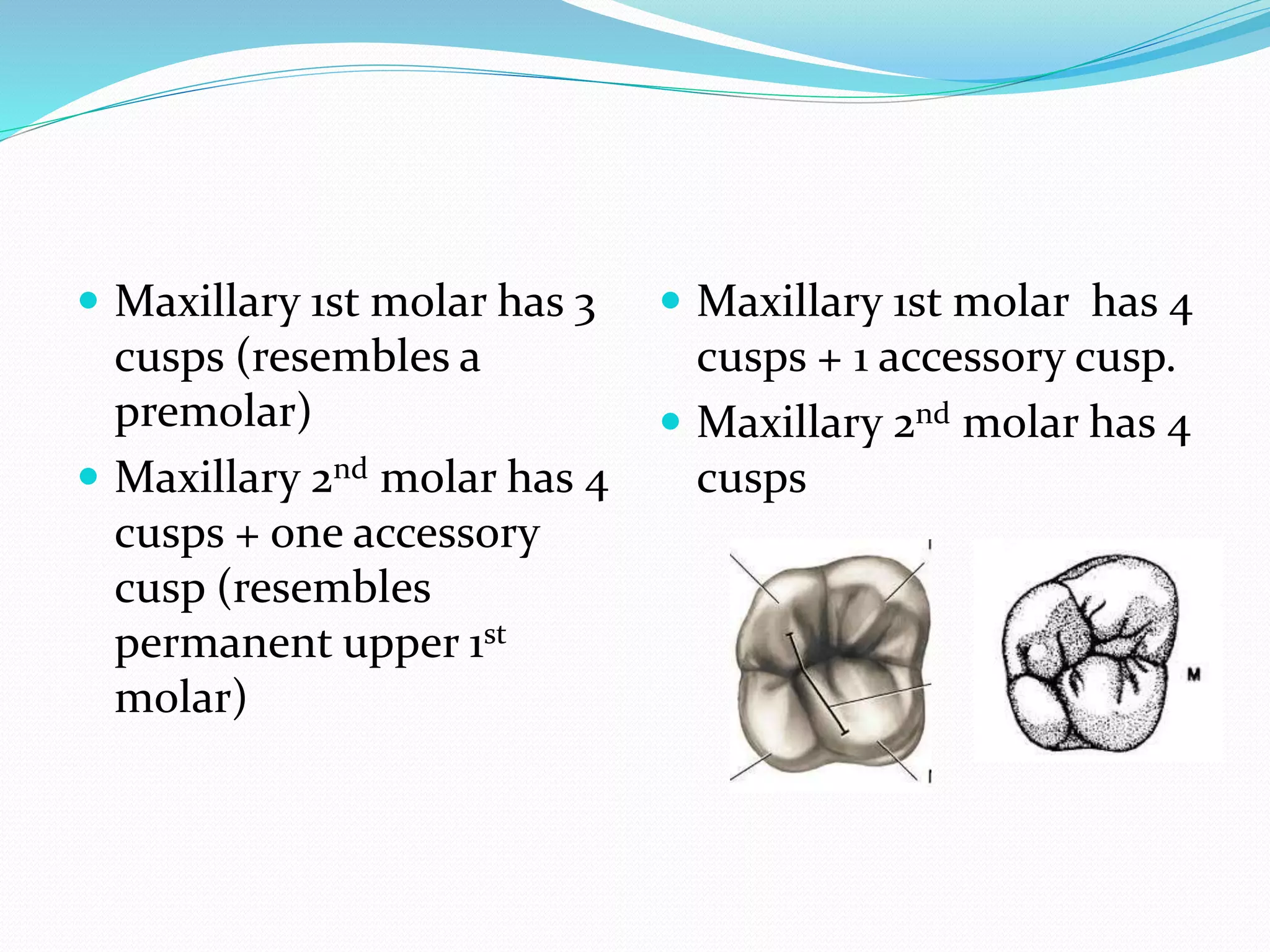 Differences between primary and permanent dentition | PPTX