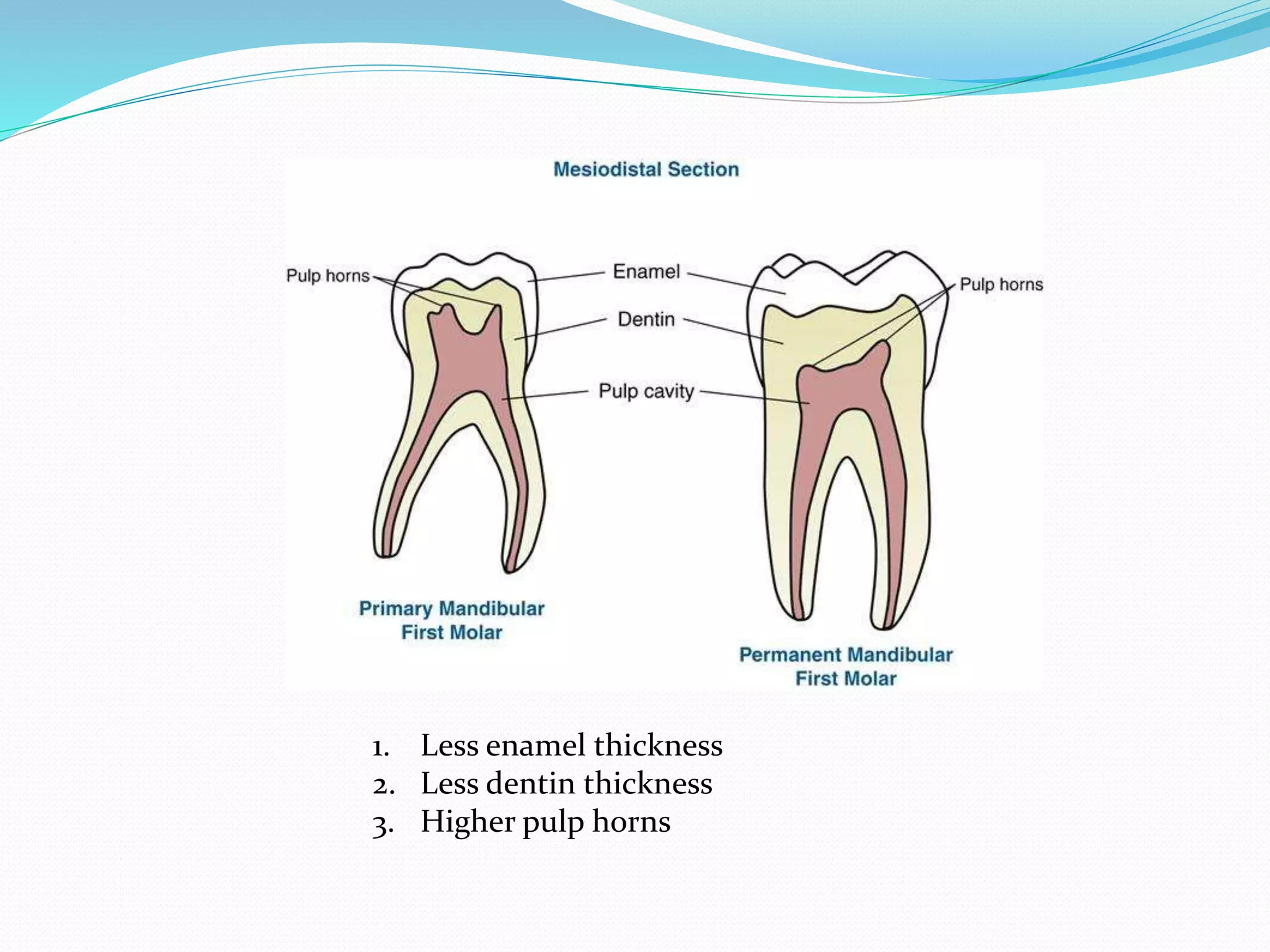 Differences between primary and permanent dentition | PPTX