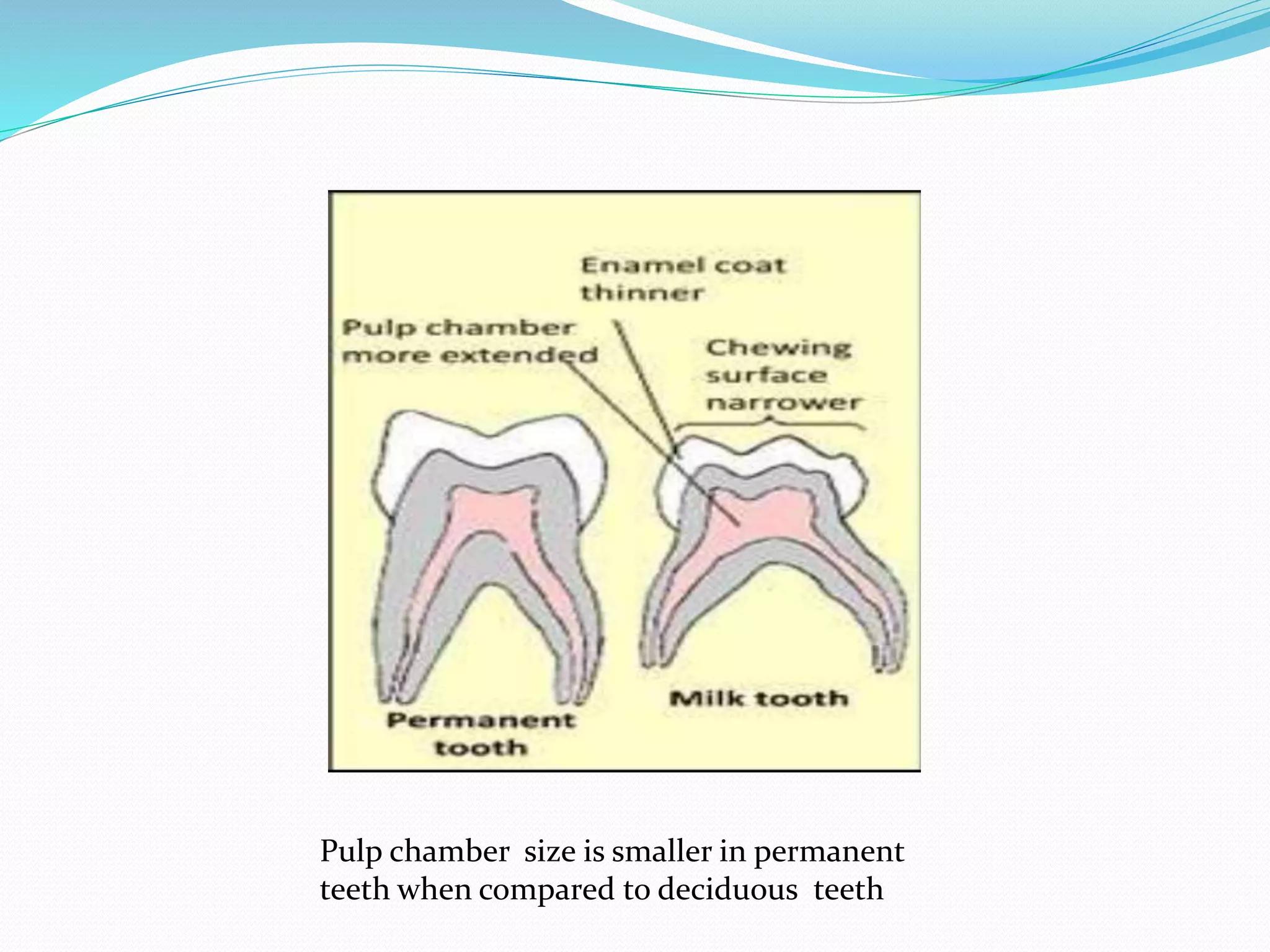 Differences between primary and permanent dentition | PPTX