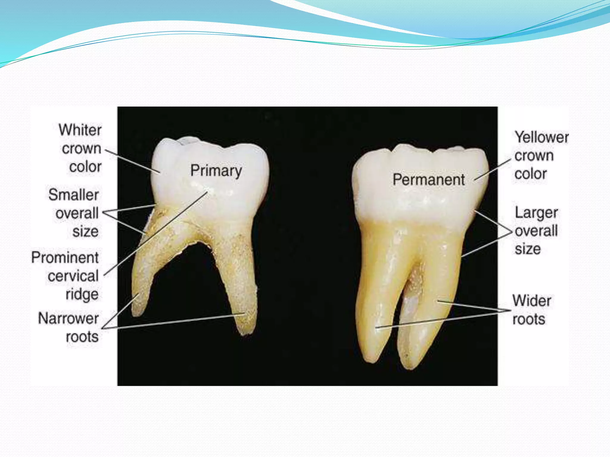 Differences between primary and permanent dentition | PPTX