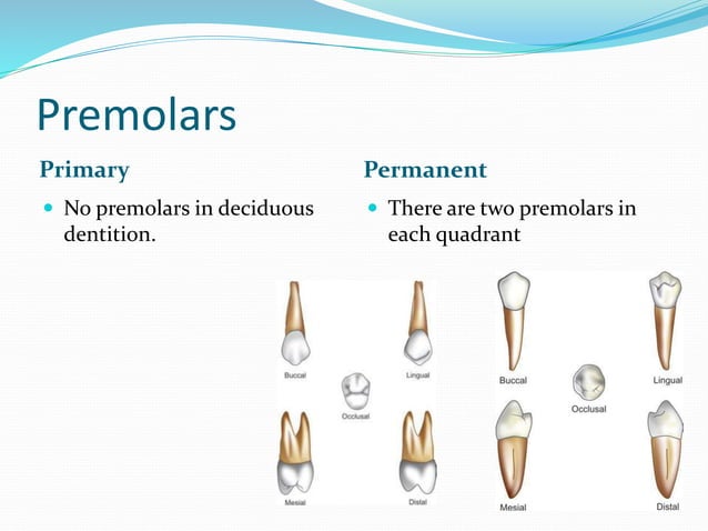 Differences between primary and permanent dentition | PPTX | Dental ...