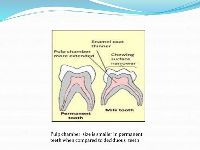Differences between primary and permanent dentition | PPTX | Dental ...