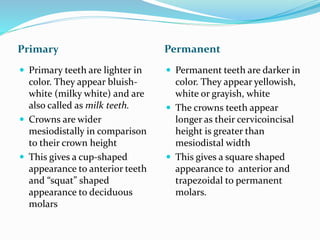Differences between primary and permanent dentition | PPTX