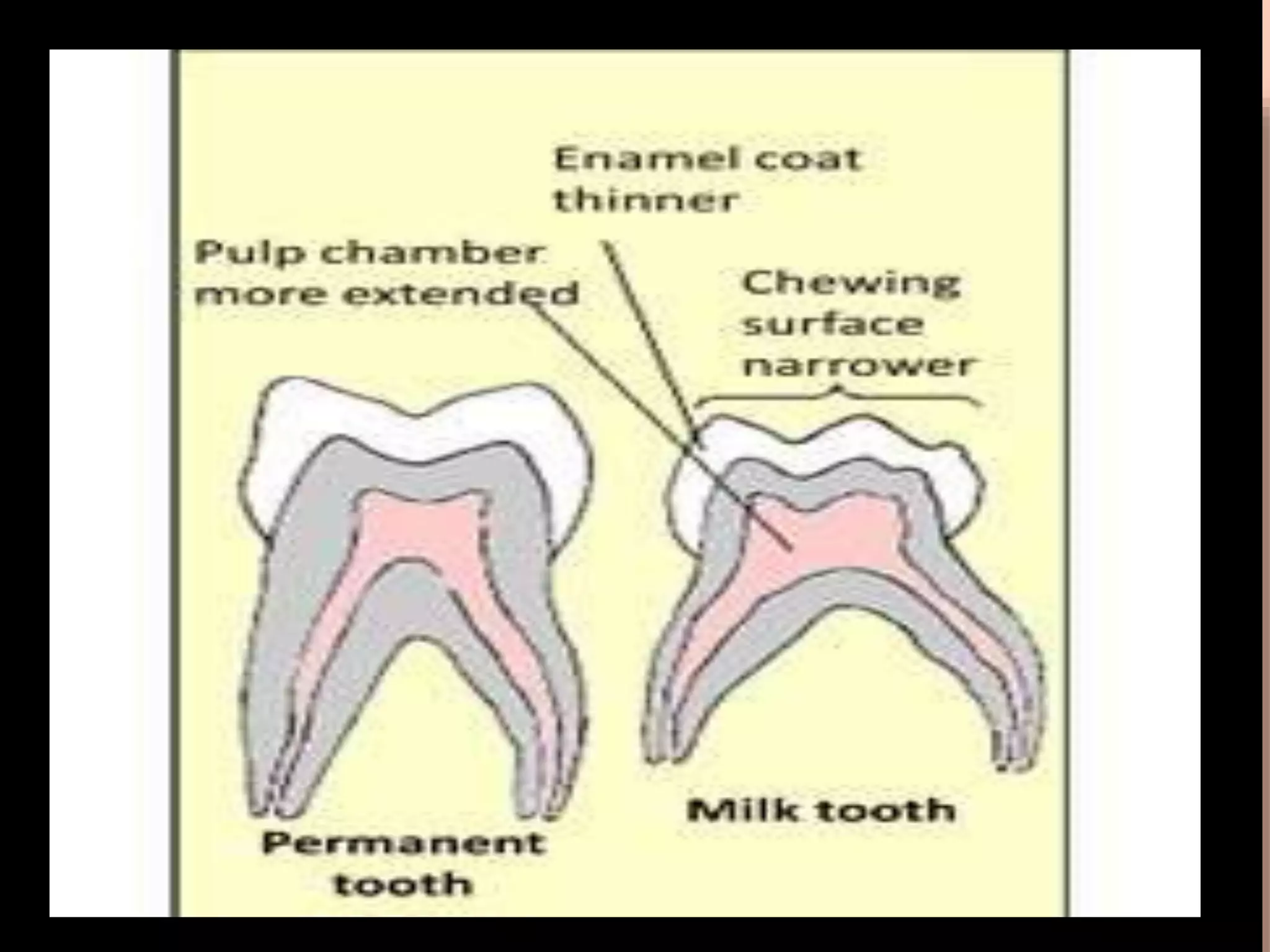 Differences between primary and permanent teeth | PPTX