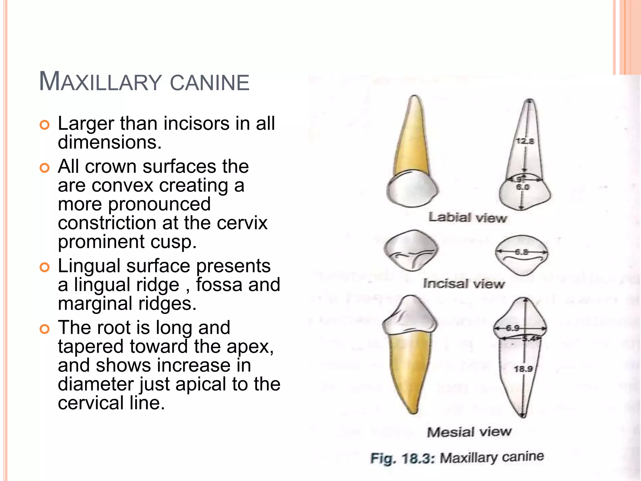Differences between primary and permanent teeth | PPTX