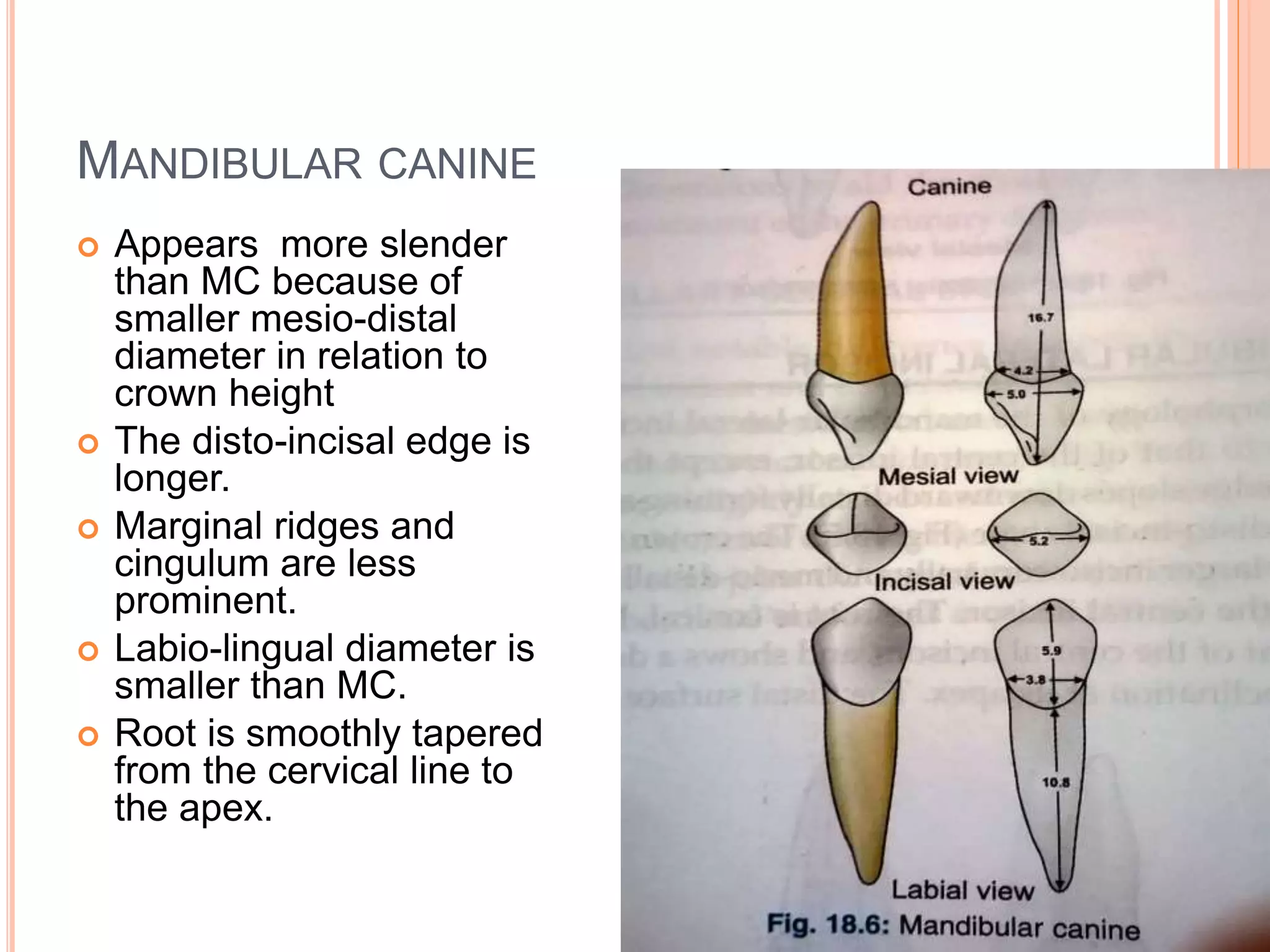 Differences between primary and permanent teeth | PPTX