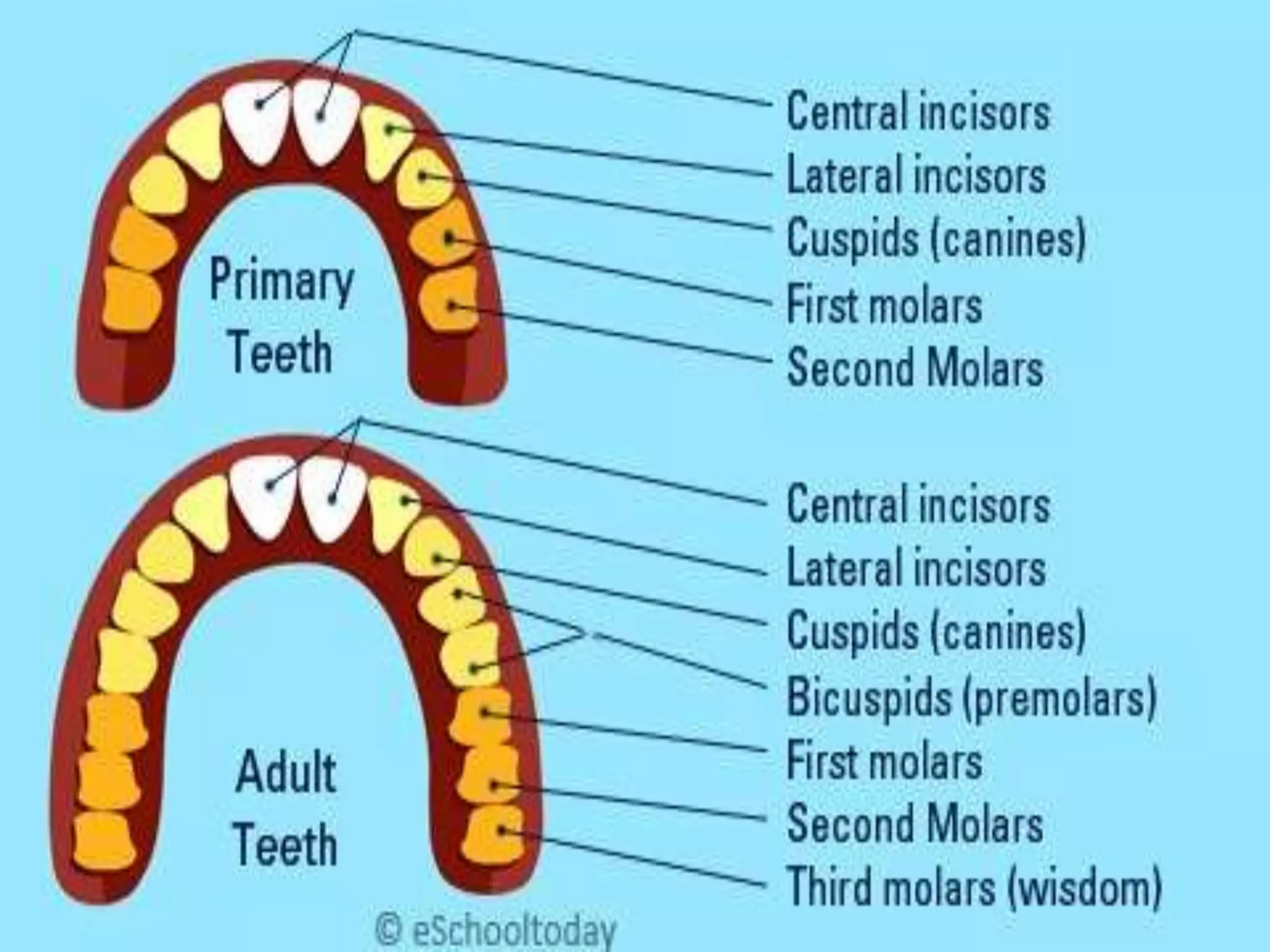 Differences between primary and permanent teeth | PPTX
