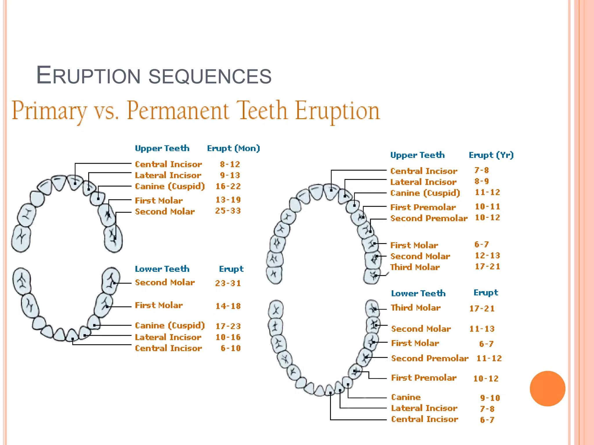 Differences between primary and permanent teeth | PPTX