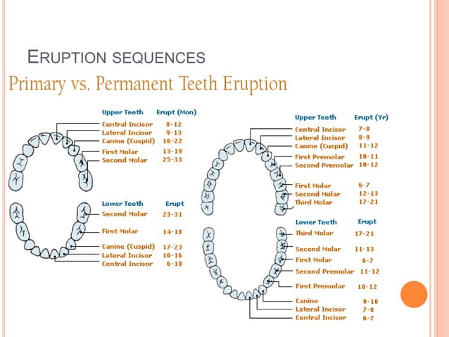 Differences between primary and permanent teeth | PPTX