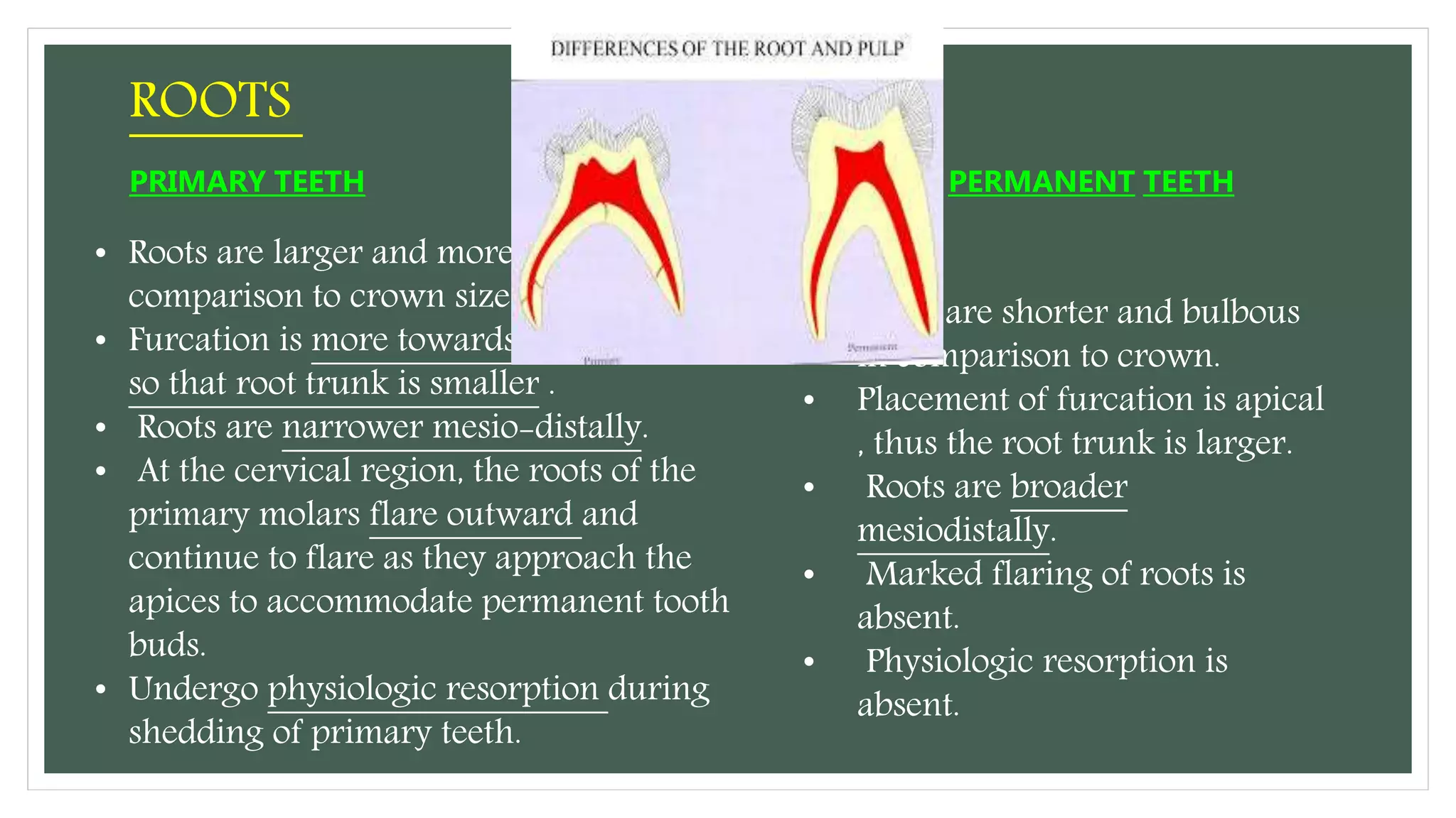 Differences between primary and permanent teeth and importance | PPTX