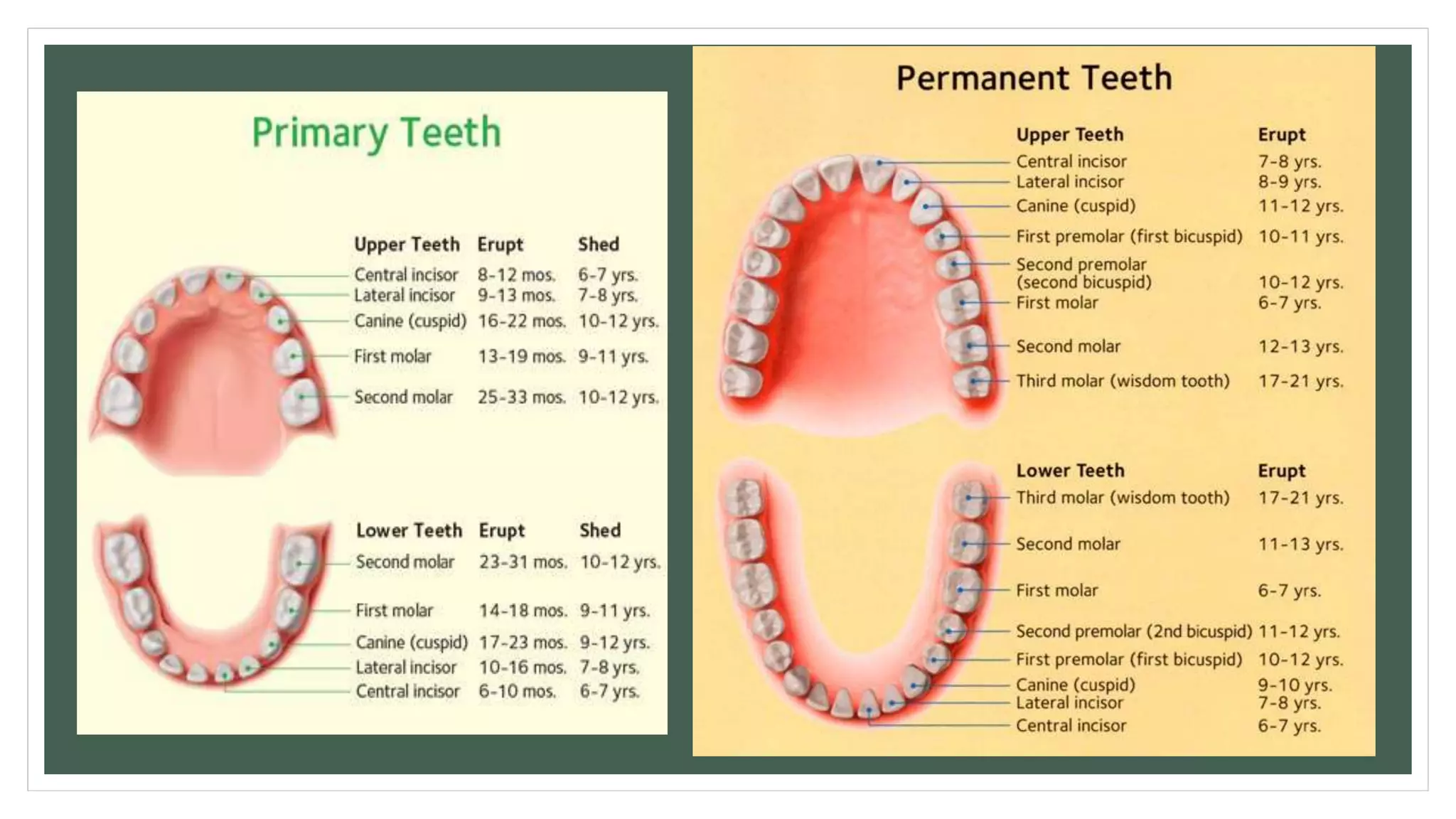 Differences between primary and permanent teeth and importance | PPTX