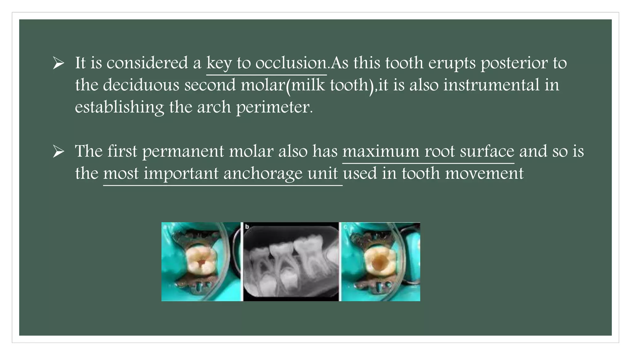 Differences between primary and permanent teeth and importance | PPTX