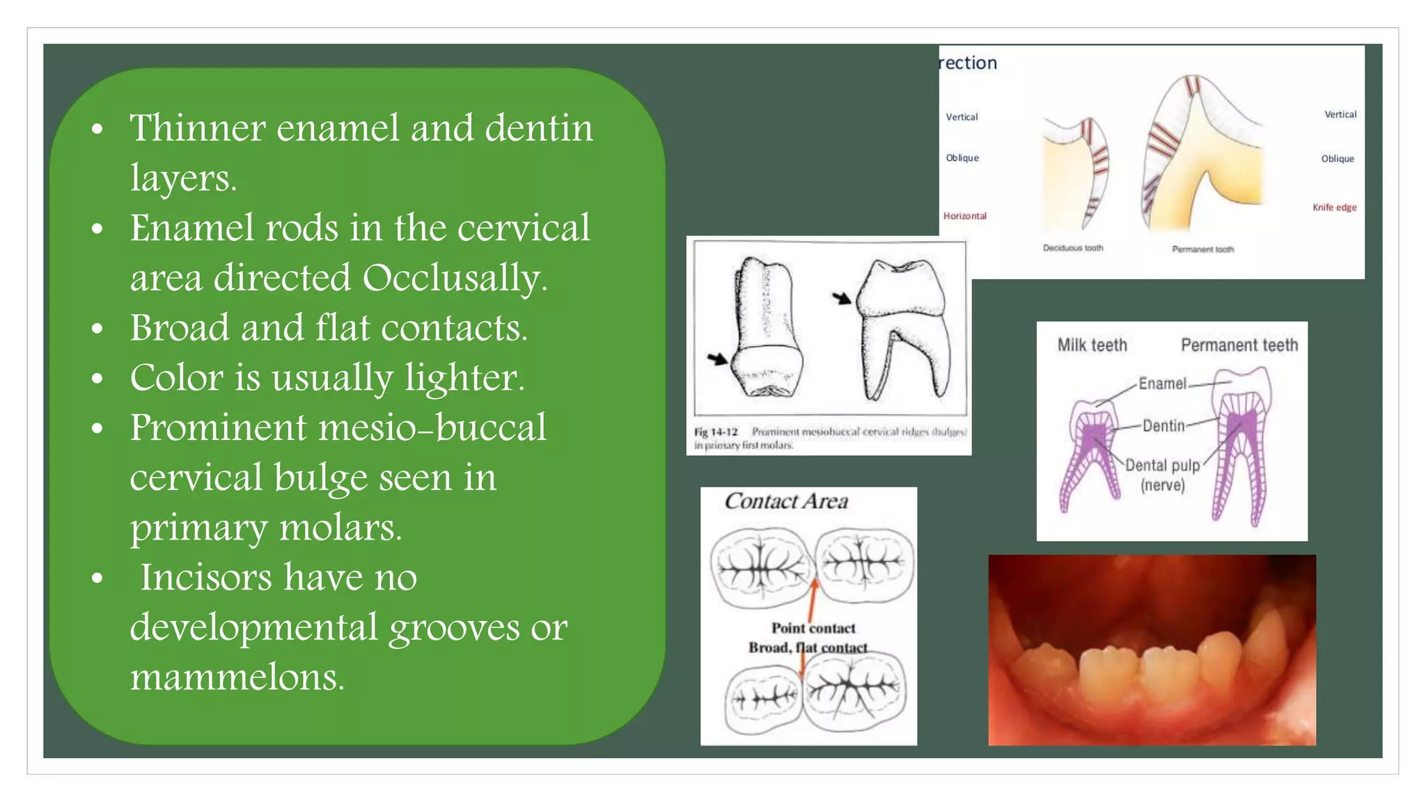 Differences between primary and permanent teeth and importance | PPTX