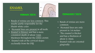 Differences between primary and permanent teeth and importance | PPTX