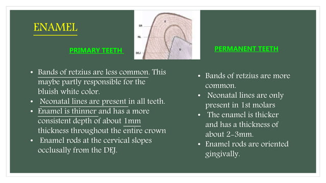 Differences between primary and permanent teeth and importance | PPTX
