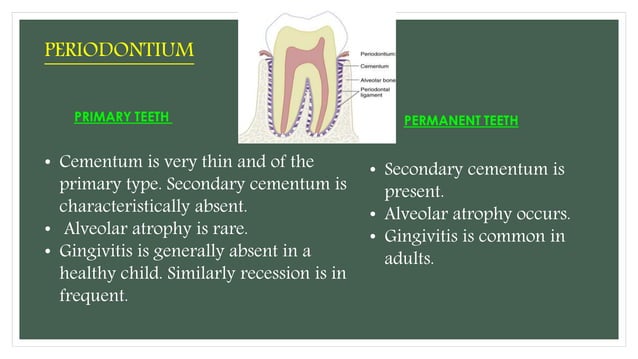 Differences between primary and permanent teeth and importance | PPTX