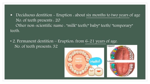Differences between primary and permanent teeth and importance | PPTX