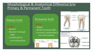 Differences between primary and permanent teeth and importance | PPTX