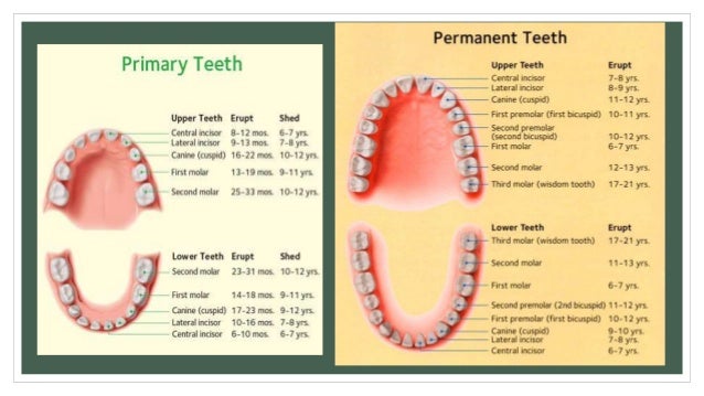 Differences between primary and permanent teeth and importance