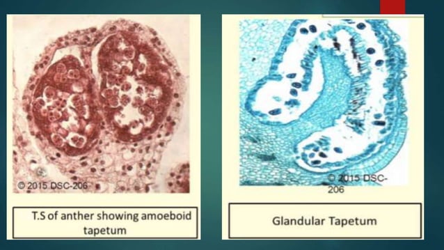 Differences between Tapetum and Integumentary tapetum
