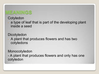 Differences of dicotyledonous plants and monocotyledonous | PPTX ...