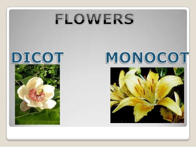 Differences of dicotyledonous plants and monocotyledonous | PPT