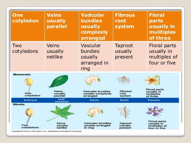 Differences of dicotyledonous plants and monocotyledonous