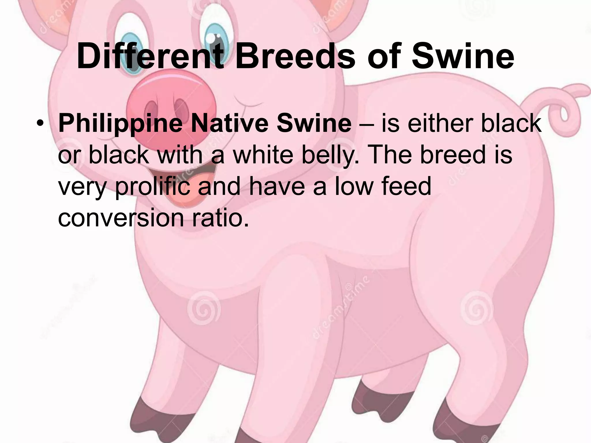 Different breeds-of-pig-ii | PPTX