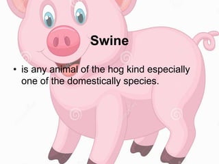 Different breeds-of-pig-ii | PPTX
