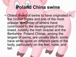 Different breeds-of-pig-ii | PPTX