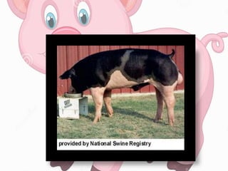 Different breeds-of-pig-ii | PPTX