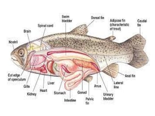 DIFFERENT-CUTS-OF-FISH COOKERY CUISINE.pptx