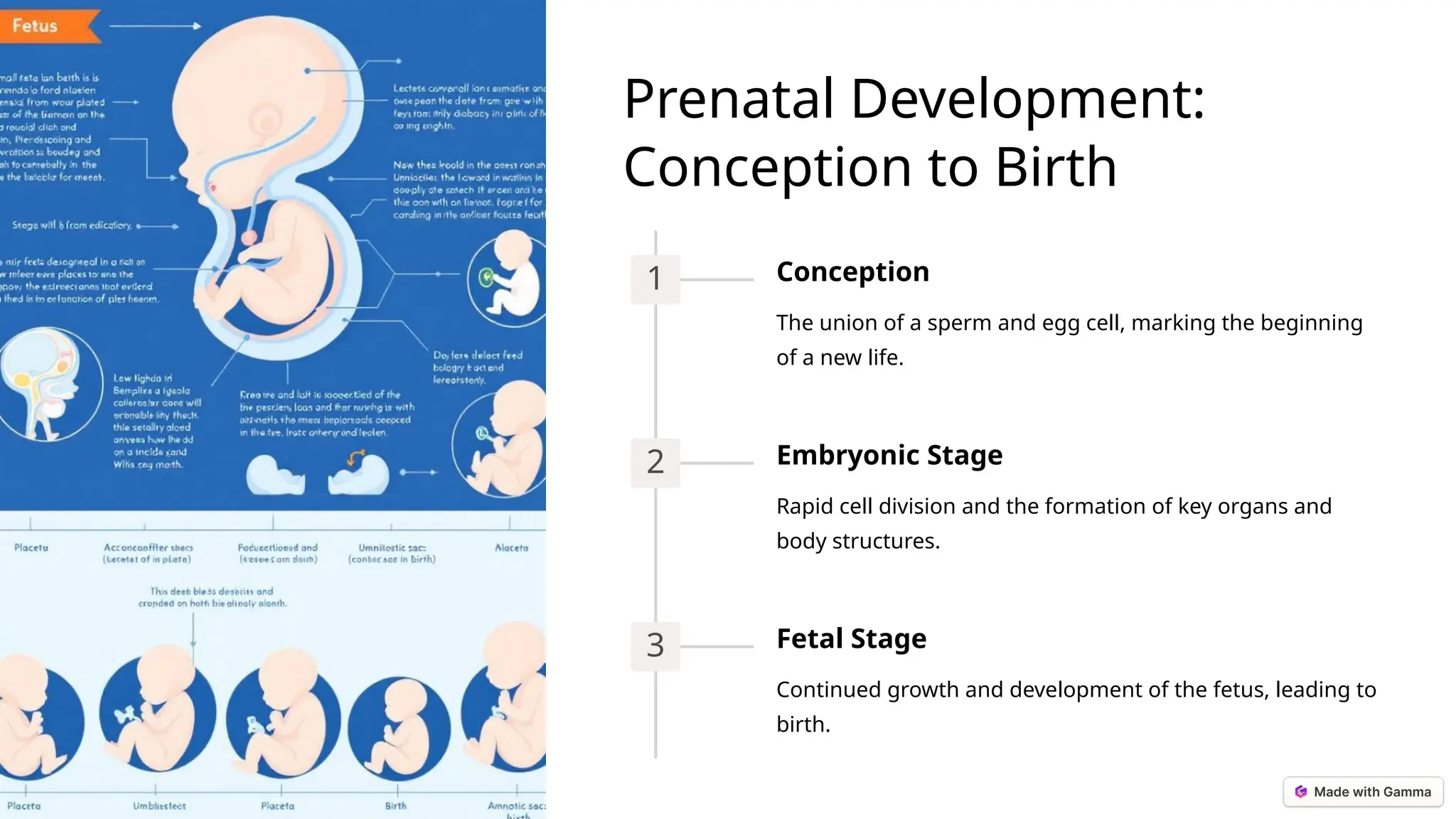 Different-Stages-of-Lifespan-Development-1.pptx